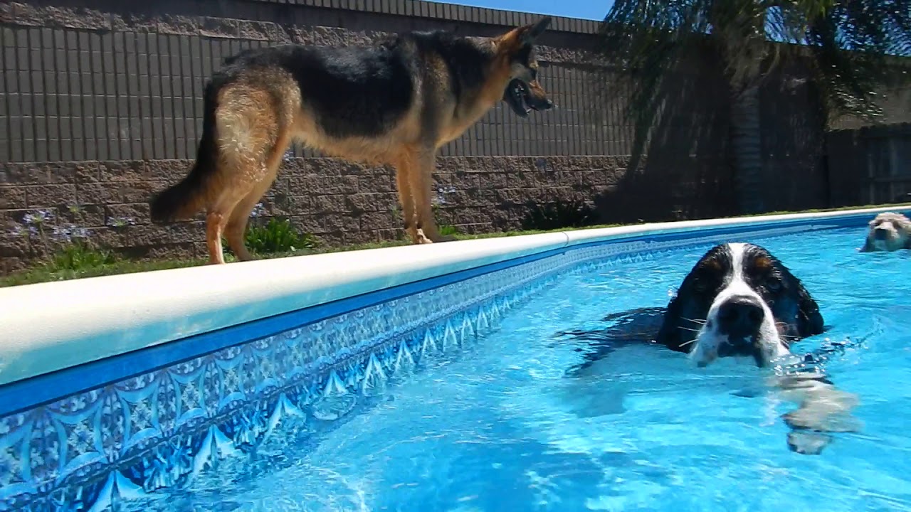 06 18 19 Nala AJ Bailee Titus Tucker 1 - YouTube