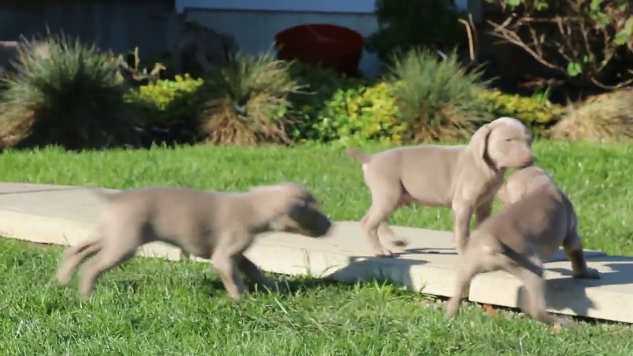 Weimaraner Puppies For Sale - YouTube