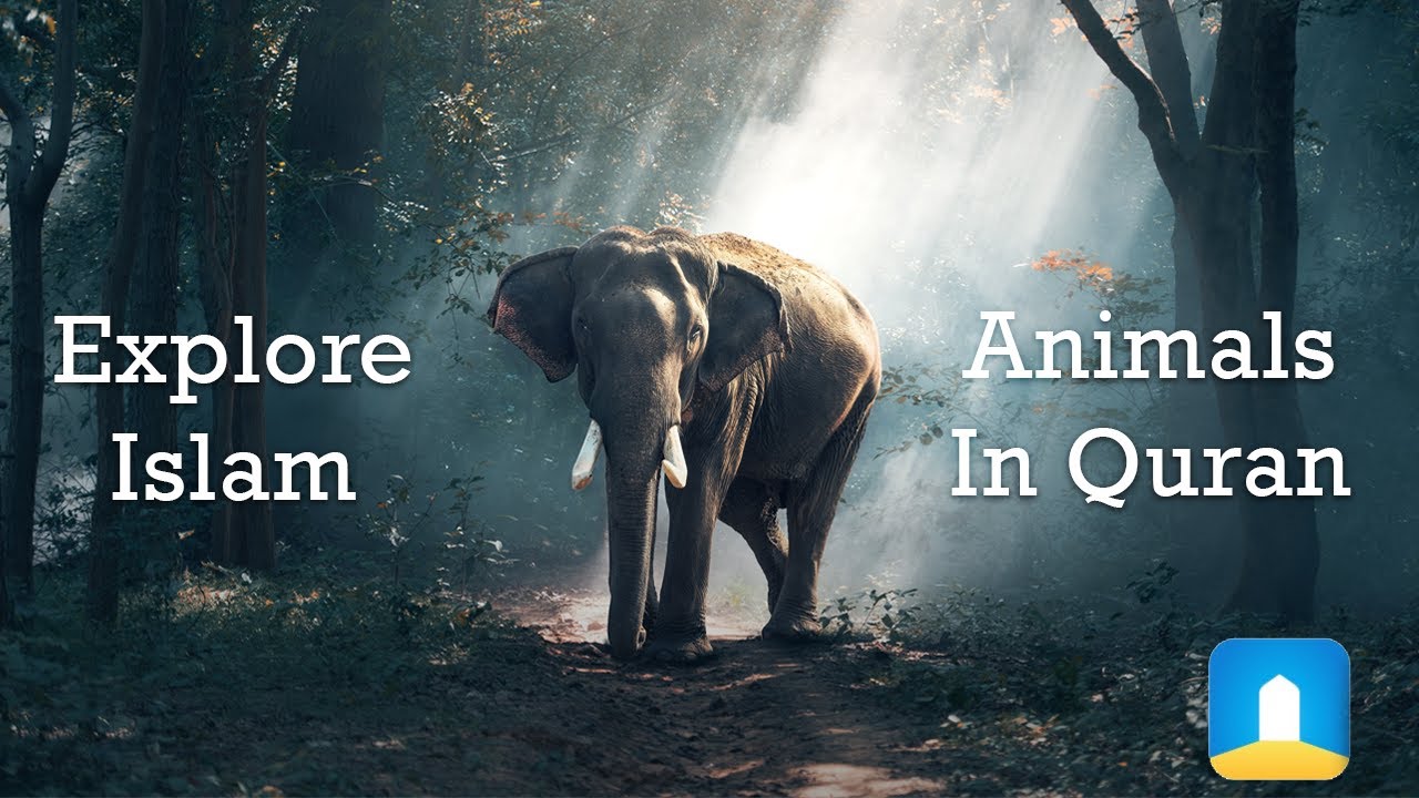 Explore Islam | Animals in Quran - YouTube