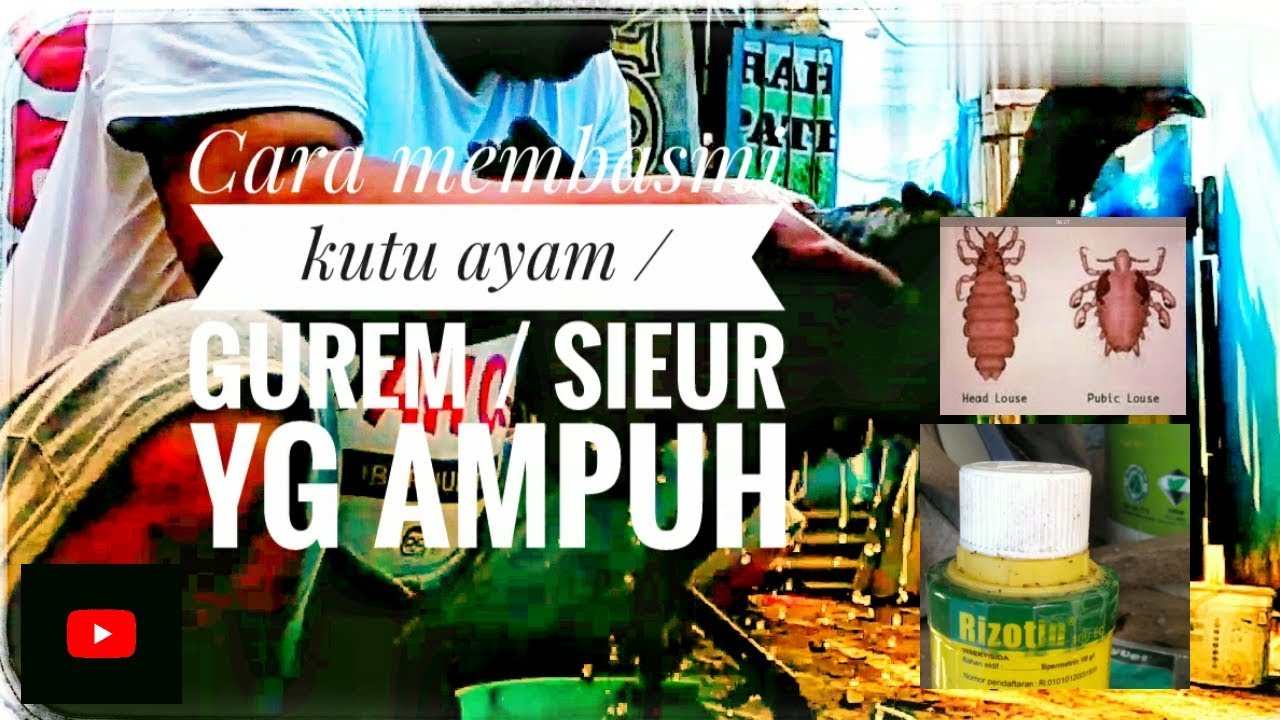 100% ampuh...!! obat untuk membasmi kutu ayam/gurem/sieur - YouTube