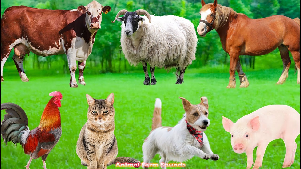 Cute Animal Sounds Compilation: Sheep, Chicken, Cow, Cat, Dog, Goat ...