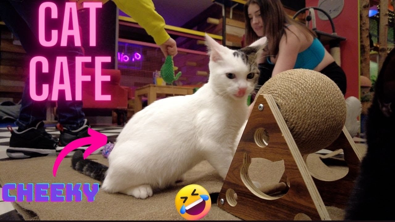 Cat Cafe Birmingham UK New Street Station Grand Central 4K Video Thing ...