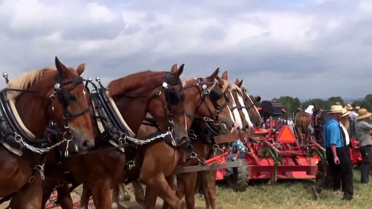 Horse Progress Days 2017: Horse Powered Machinery and Mule Drawn Wagon ...