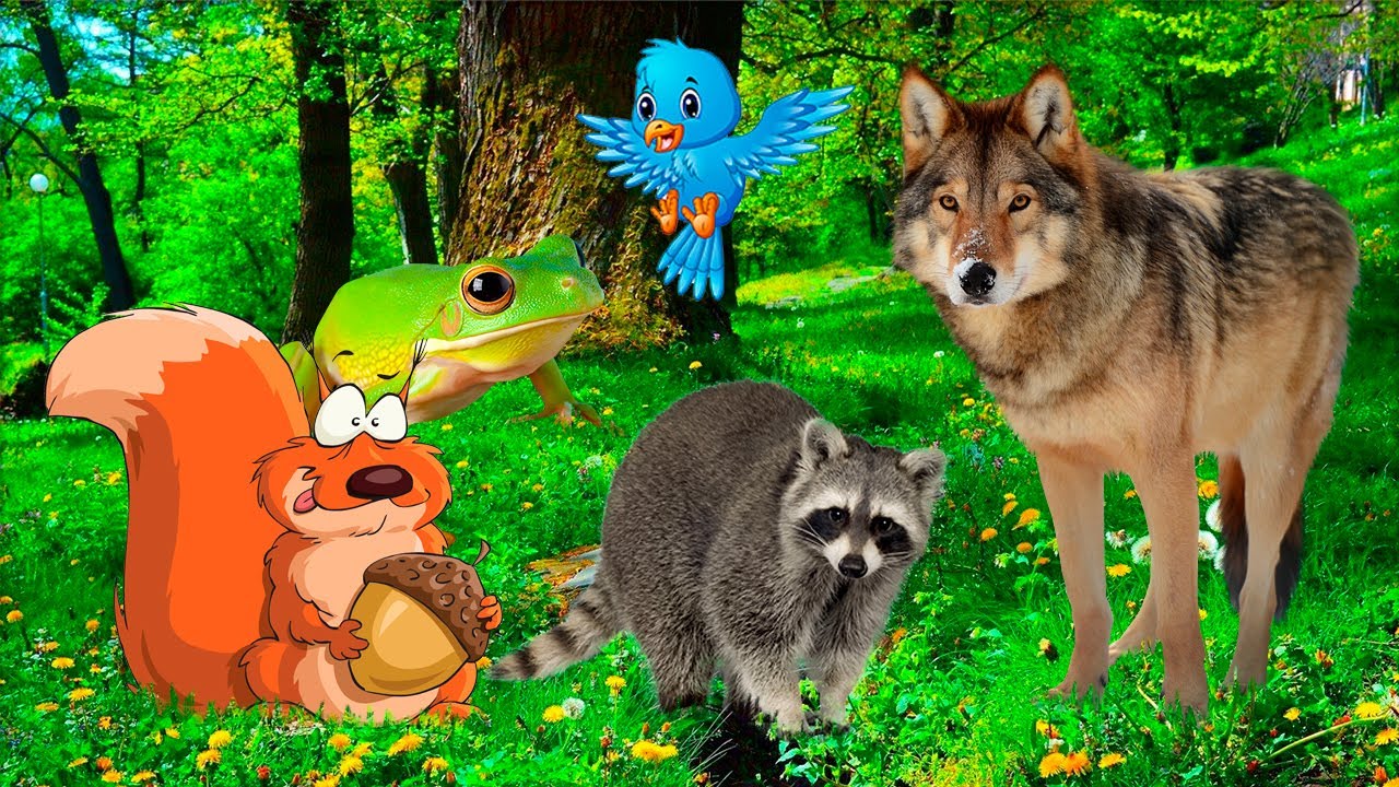 Wild Animal Sounds: raccoon, ram, frog, wolf, crocodile,... | Animal ...