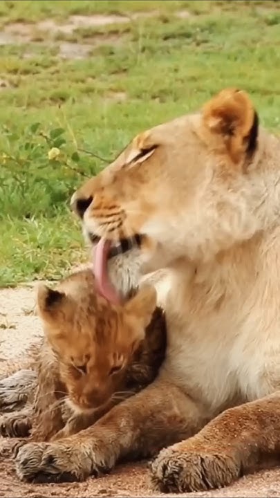 Lion Fun#shorts #ytshorts #youtubeshorts #trending #viralvideo #lion #animals #wildlife # ...