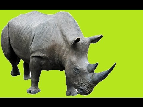 Wild Animal Rhino Finger Family Rhymes For Children | Rhino Finger ...