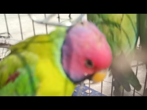 Aaiye mithhu se bat kariye#Channel for kids #Youtube livestream #YT ...