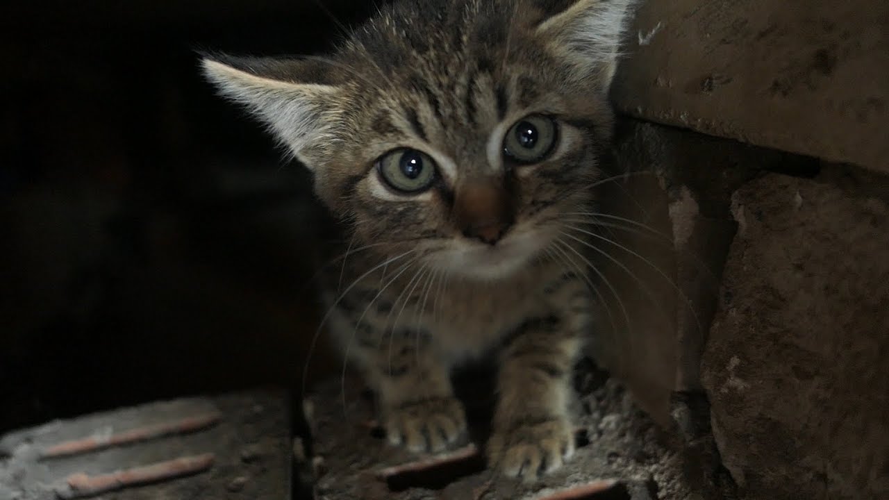 2 kittens adopted and new kitten is afraid of me - YouTube