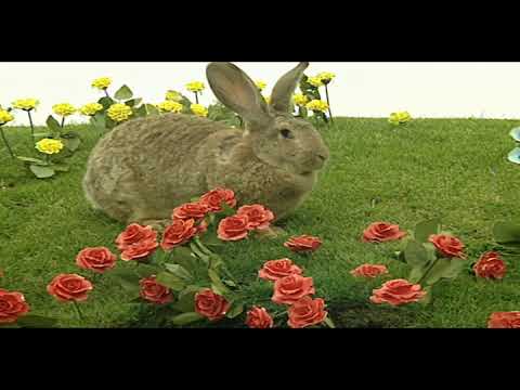 Rabbit Scene Recreation -- 7UP Burping - YouTube