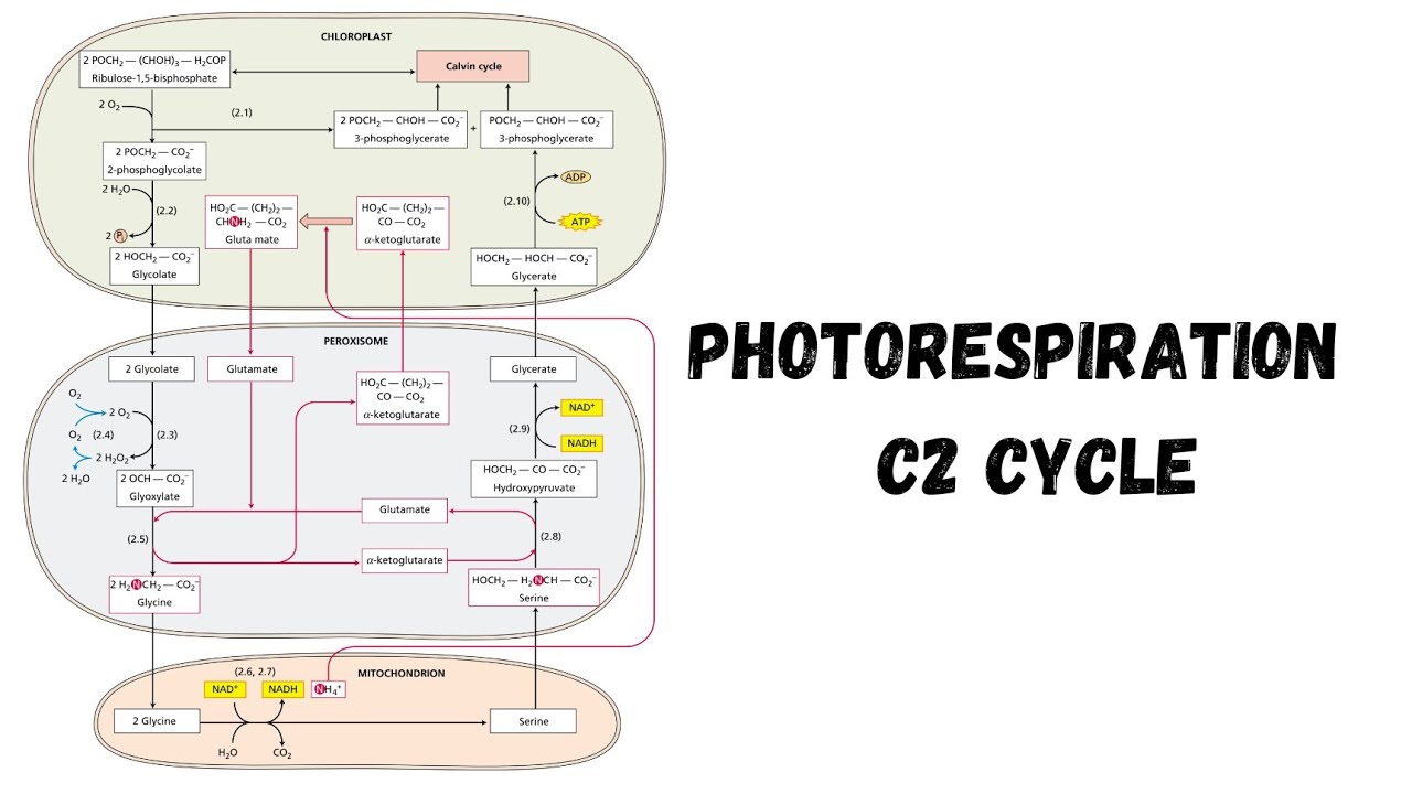 PHOTORESPIRATION _ C2 CYCLE_ LECTURE 8 #csirnet #photorespiration - YouTube