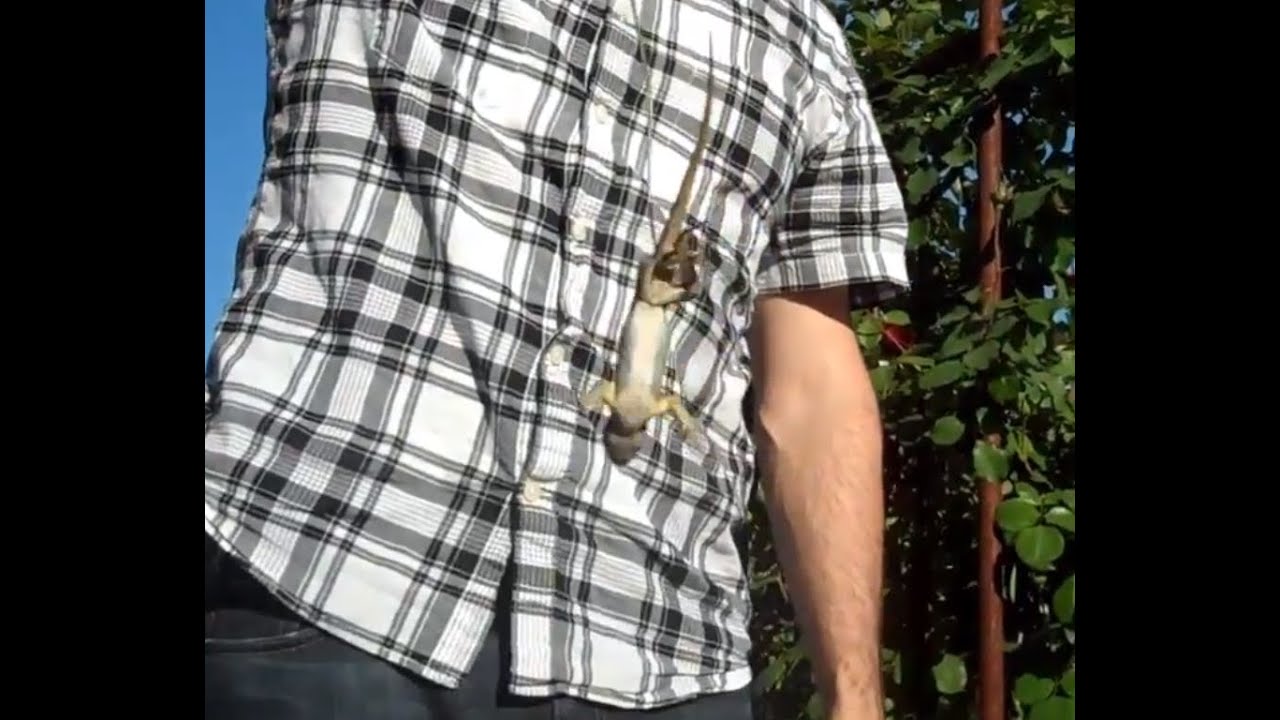 Best Way to Catch a Lizard - YouTube