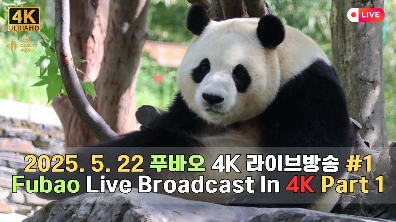2025. 5. 22 푸바오의 하루를 4K 고화질 고음질 방송으로 만나보세요.(4K Fubao Live Broadcasting ...