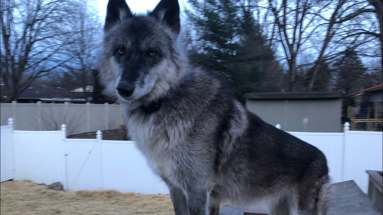 WOLFPACK HOWL (yes these are REAL DNA tested wolfdogs from 40%-70% grey ...