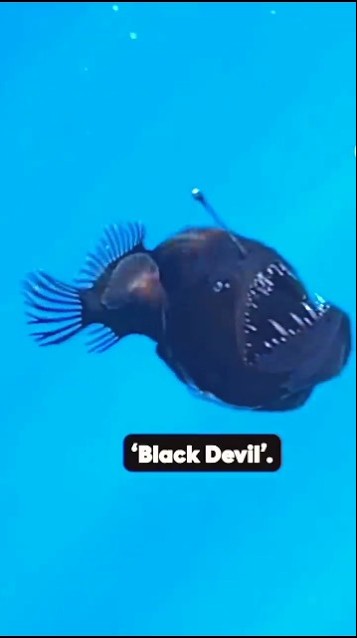 Doom fish surface par kyun aayi?#shortvideo #deepsea - YouTube