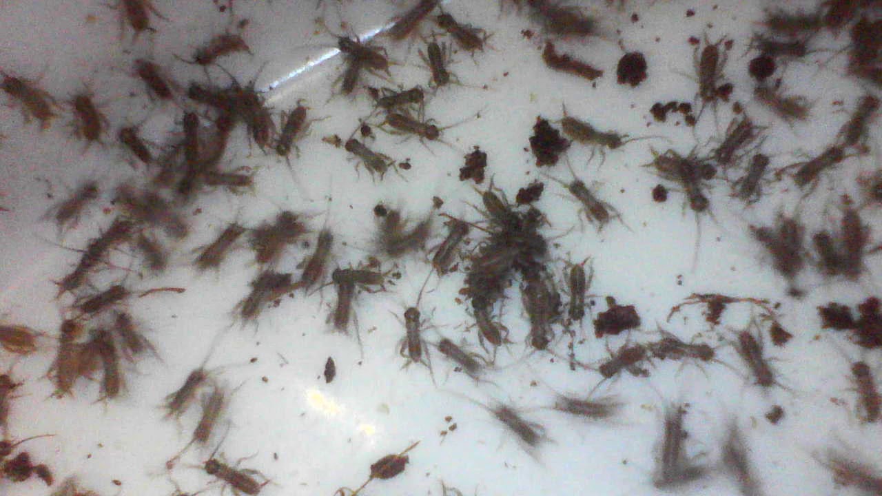 Grillo recién nacido (Acheta domesticus) - YouTube