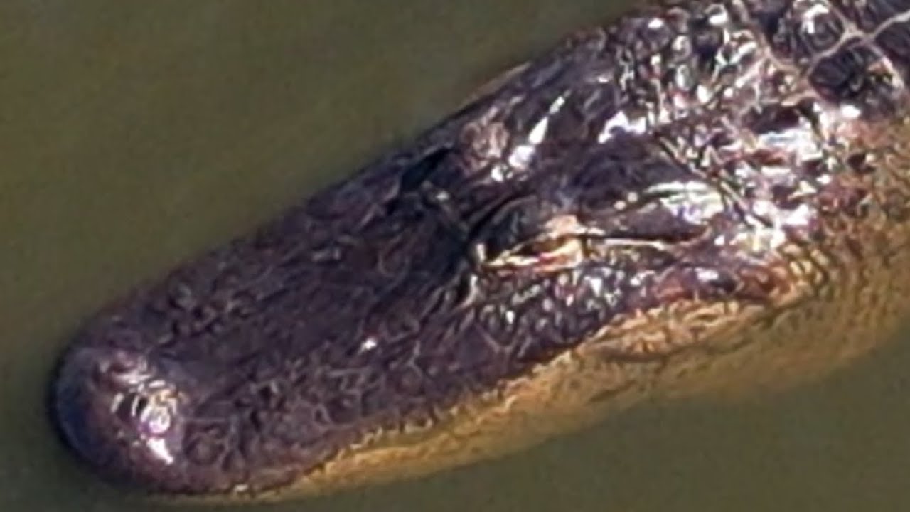 HUGE WILD GATORS IN FLORIDA / DRONE FOOTAGE - YouTube