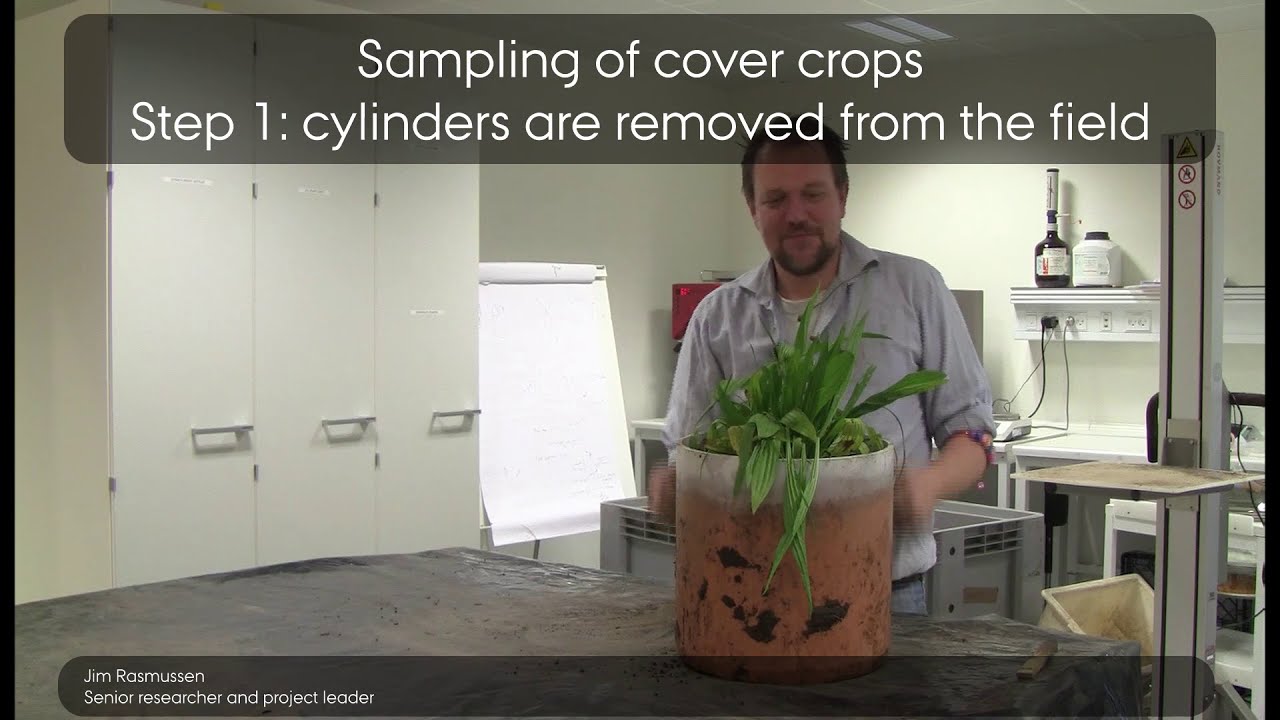 Sorting of cover crops in the lab - YouTube