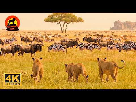 AFRICA SELVAGEM | Batalhas pela Sobrevivência na Migração #animaisselvagens | Natureza Vida