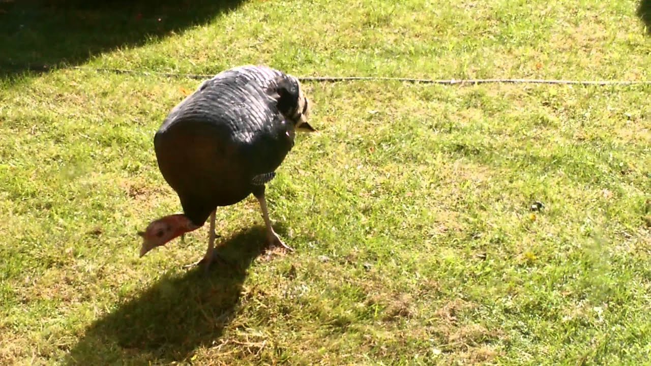 Wild Turkey Scratching Grass - YouTube