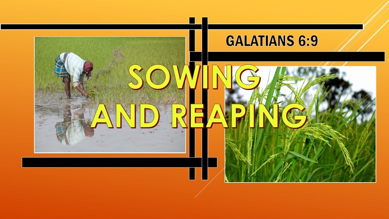 SOWING and REAPING! ll Galatians 6:9 ll ONE minute video ll Memorizing ...