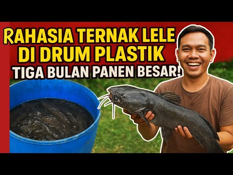 Rahasia Ternak Lele di Drum Plastik, Tiga Bulan Panen Besar! 💰🔥