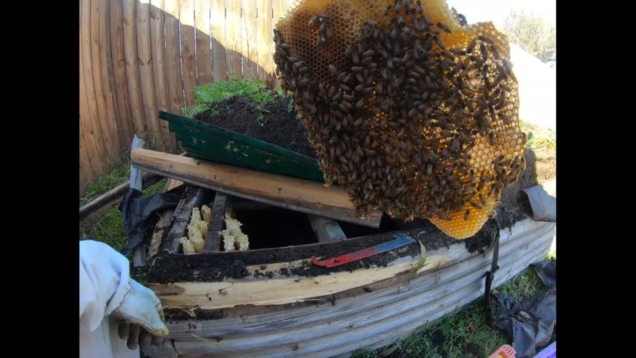 Honey Bee Extraction - YouTube