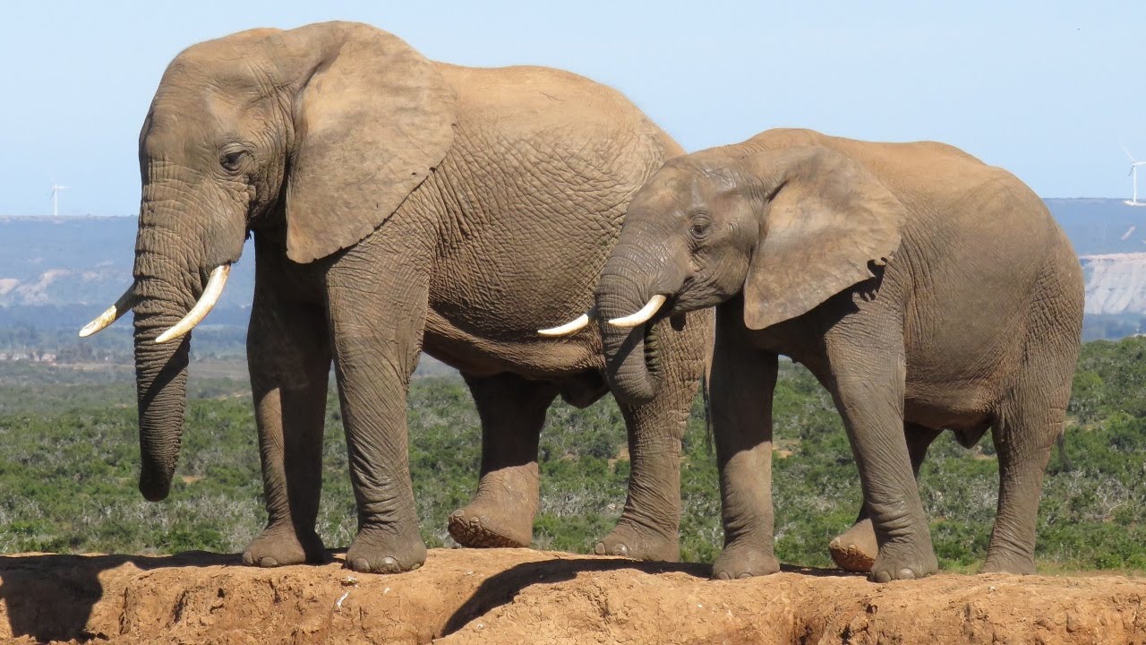 Elephant Run figuring things out #elephant run #elephants #addo # ...