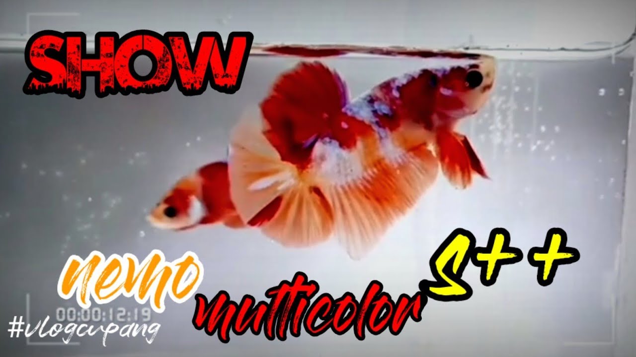 CUPANG NEMO MULTICOLOR - YouTube