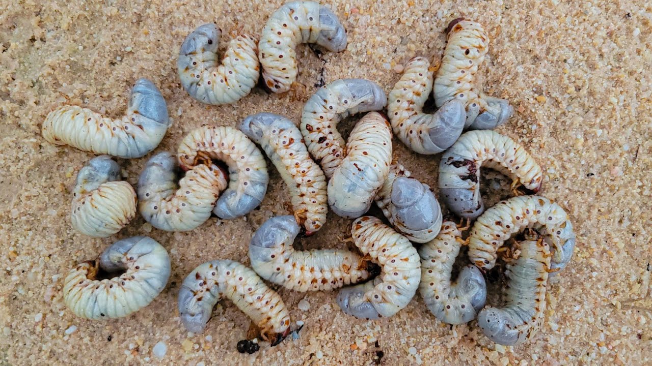 After Rain Looking Insect In Coconut Tree Meet Beetle Worm And Red ...