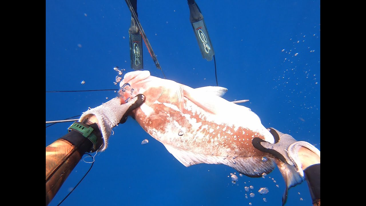 Red Grouper in deep water of SWFL - YouTube