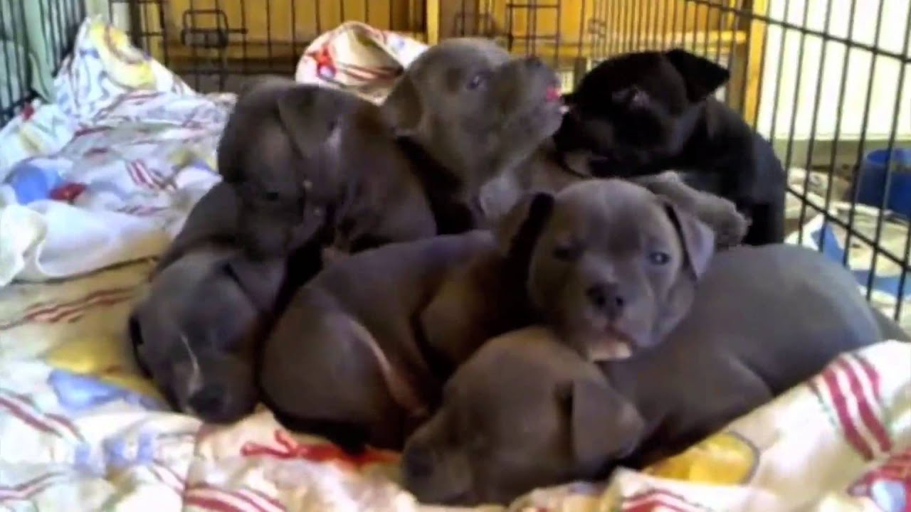 Staffordshire Bull Terrier The REAL Story - YouTube