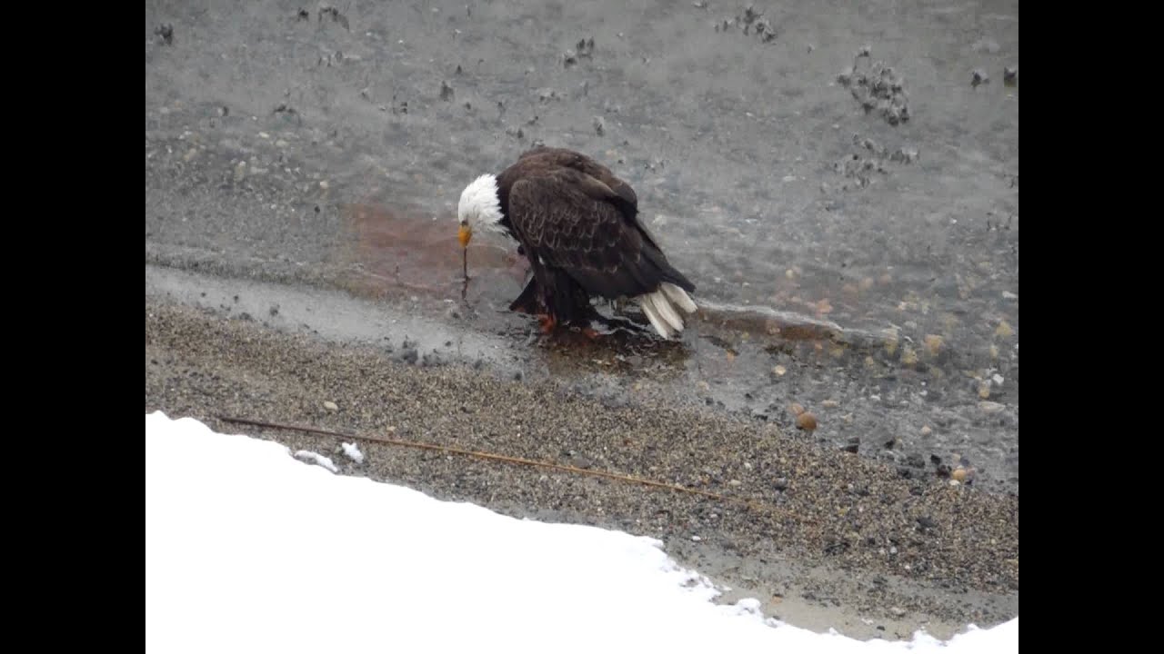 Bald Eagle swimming to shore with a Coot for lunch..Immature Eagle ...