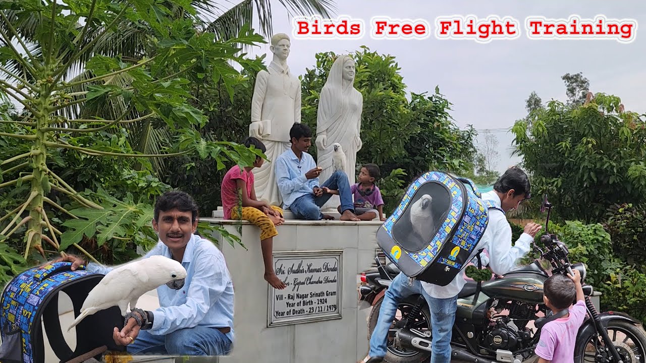 Birds Parrots Free Flight Training / Find Your Lost Bird / Birds Travel ...