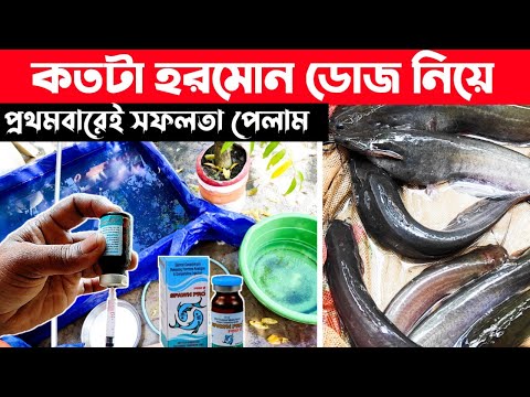 শিঙি মাছের হরমোন ডোজ কতটা নেওয়াতে আমি ভালো ফল পেলাম সরাসরি দেখুন  // Singhi Fish Breeding // Part-2