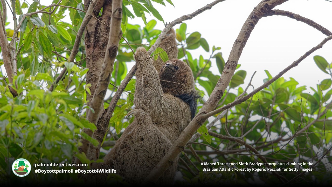 Maned Three toed Sloth Bradypus torquatus - South America - YouTube