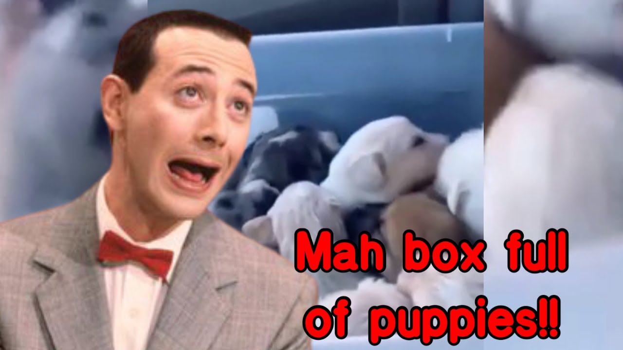 Just a regular day driving around with my box full of puppies (Pee Wee ...