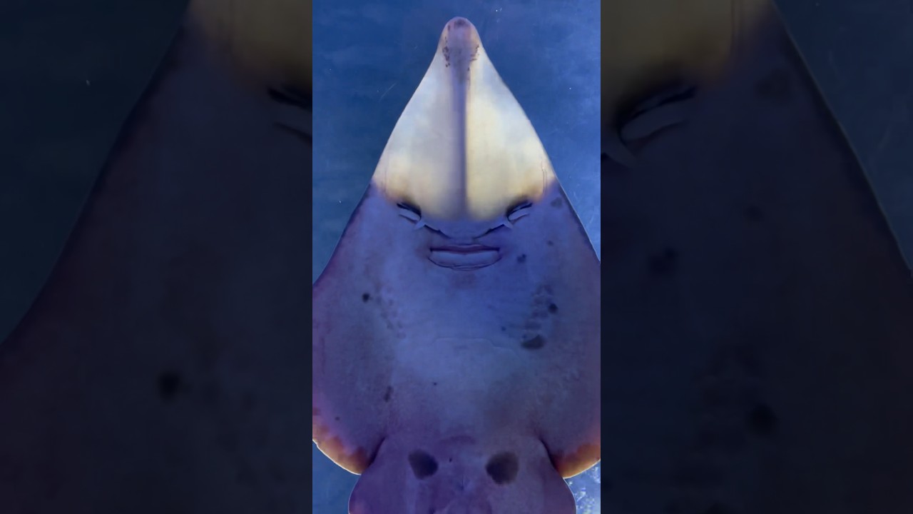 Stingray like human face - YouTube