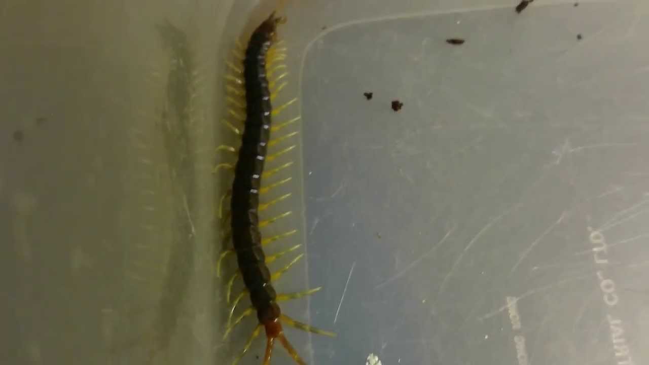 Rhysida longipes - YouTube