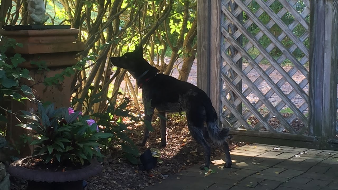 Drop It or Leave It? Most Important Dog Training Commands, Dog Training ...