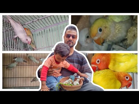 LoveBird Mutation Breeding Progress of Murtaza Qureshi | Fawn Java ...