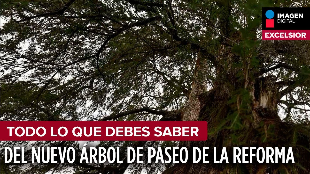¿Glorieta del ahuehuete? Todo lo que debes saber del nuevo árbol de ...