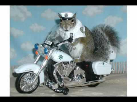Police Captain Sugar Bush Squirrel is watching you - YouTube