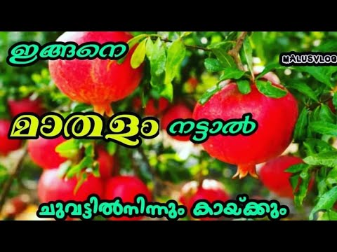 ഇങ്ങനെ ചെയ്താൽ മാതളം ഒന്നര വർഷത്തിൽ കായ്ക്കും|Mathalam Krishi Malayalam ...