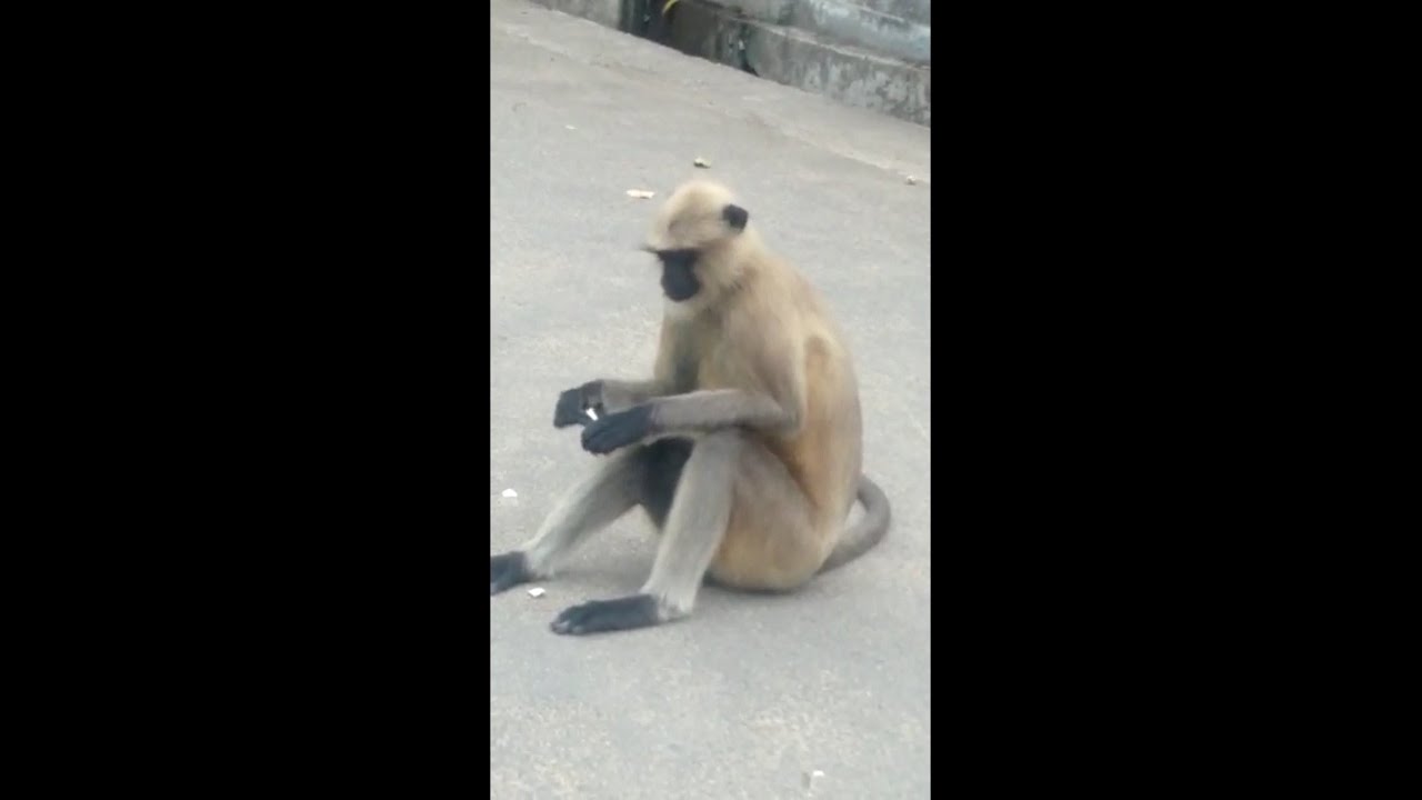 Lough a Lot with The Funny Moments of Monkey🤣|| - YouTube