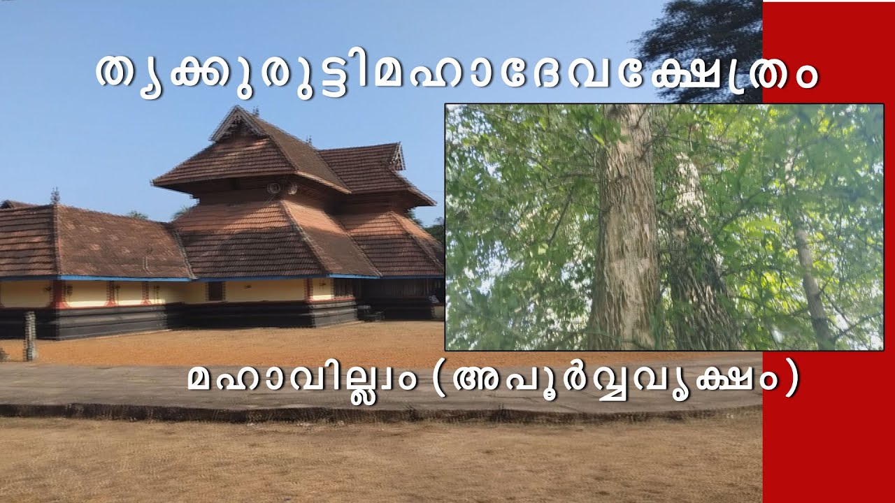 Thrikkurutti Mahadeva Temple, Mannar- Mahavillwam rare tree in India ...