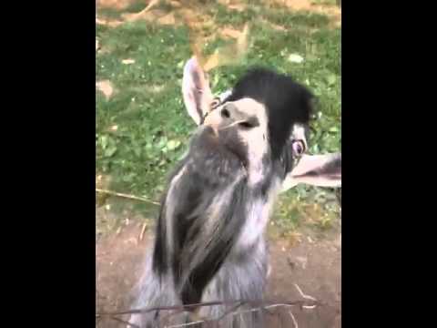 Crazy Goat licking sounds weird - YouTube