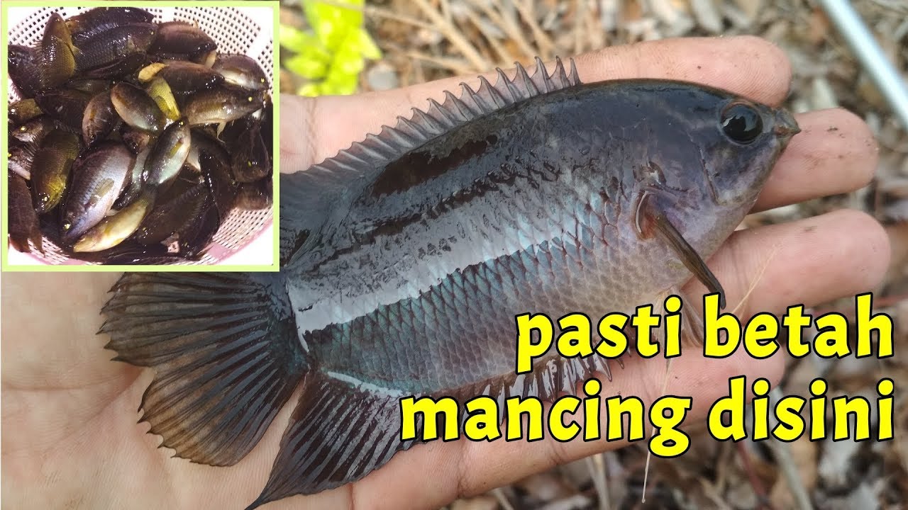 mancing ikan kopar / kapar - pesta strike di sarang ikan kopar / kaper ...