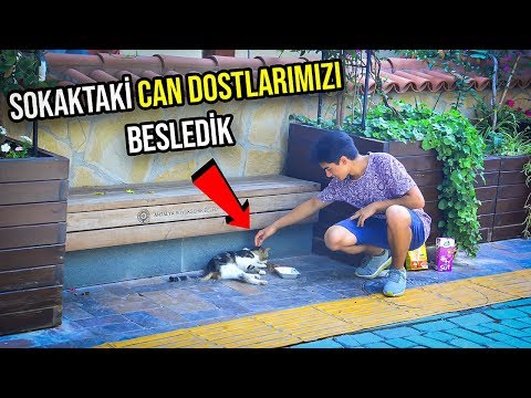 SAKARYA'DA BACAKLARI KESİLEN KÖPEĞİN ANISINA SOKAK HAYVANLARINI BESLEDİK !