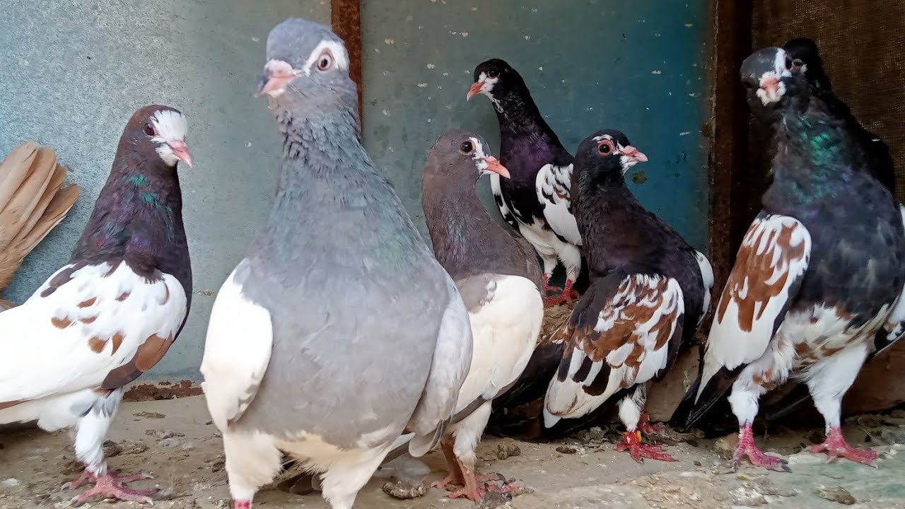 every breed of khal pigeons guldar Khal kanaty kash kabootar sabaz Khal ...