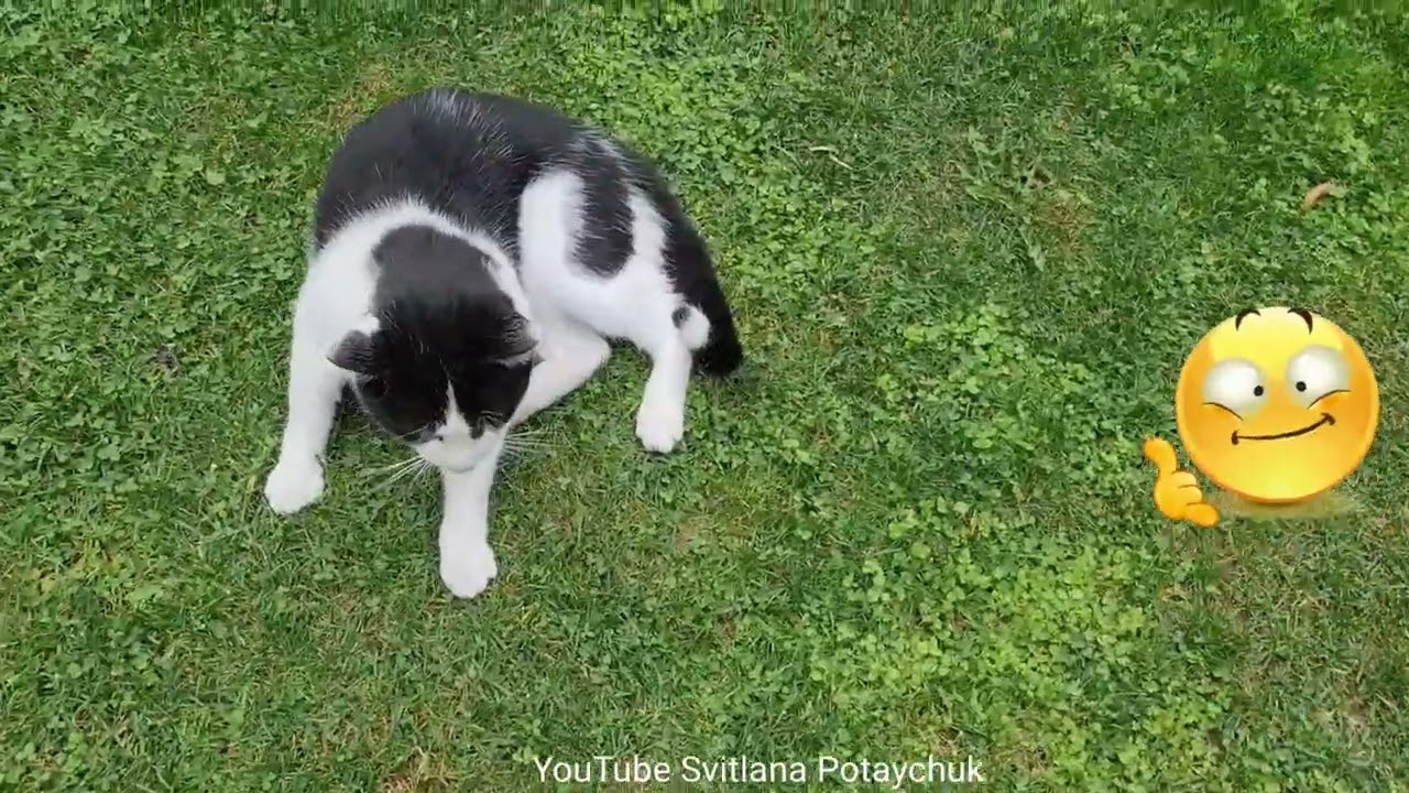 Funniest Animals! So Fanny Cats! The cat catches the ball! el gato ...